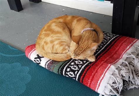 Image result for Back Cat Yoga