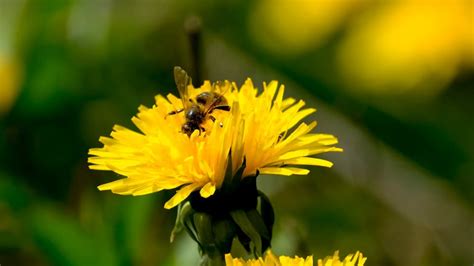 Image result for Bees While Pollinating
