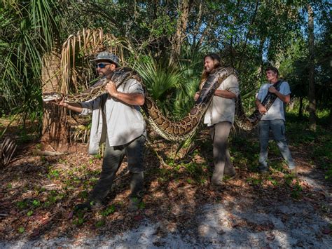 Image result for Python and Birds