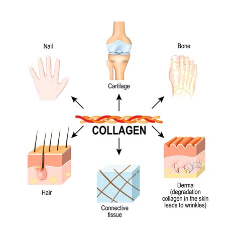 Image result for Collagen Function