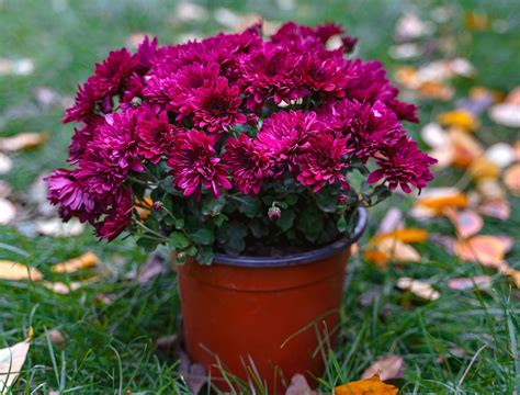 Image result for Planting Mums in Containers