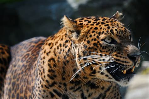 Image result for Angry Leopard