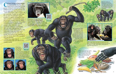 Image result for Chimps Tutorial