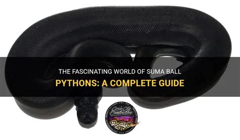 Image result for Suma Ball Python