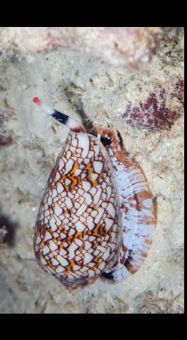 Image result for Venomous Sea Shell