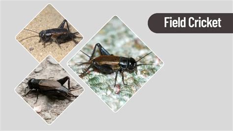 Image result for Cricket Insect Identification