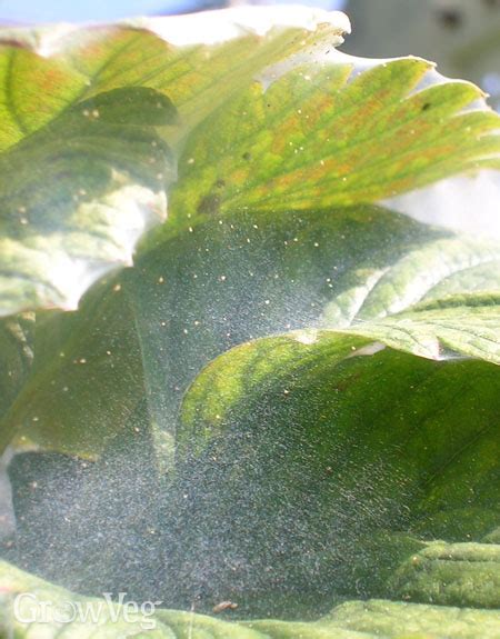 Image result for Spider Mite Control