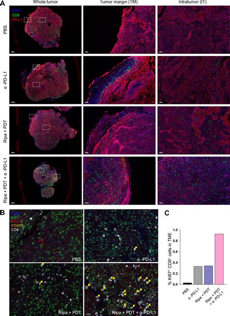 Image result for Tissue Microarray Multiplex IHC NCR