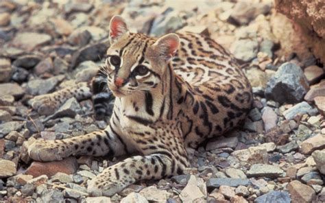 Image result for Revolver Ocelot