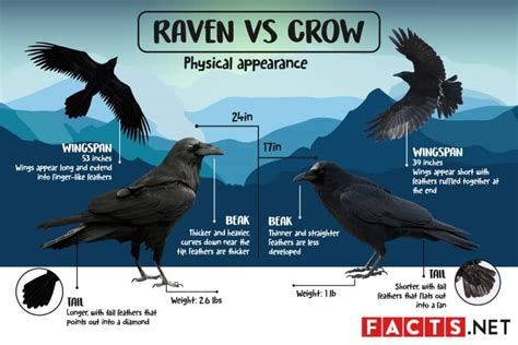 Image result for Crow Vs Raven Differences