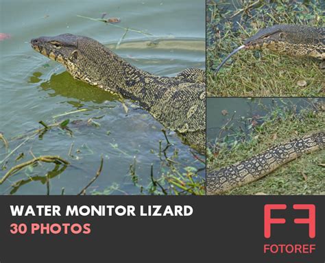 Image result for Water Monitor Lizard