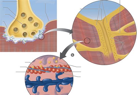 Image result for Label Structures Associated with Excitation-Contraction Coupling