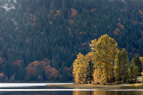 Image result for Fever Tree Salt Spring Island