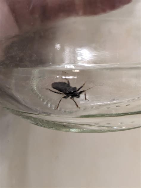 Image result for Cockroach Ontario