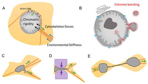 Image result for Nuclear Envelope Localization