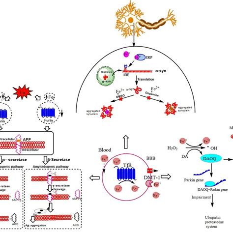 Image result for H2O2 Cell Reaction