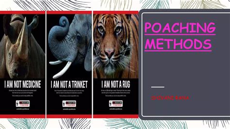Image result for Poaching Method