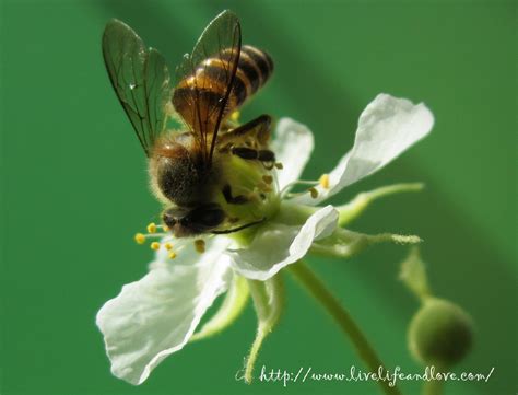 Image result for Bees While Pollinating