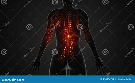 Image result for Female Lymphatic System
