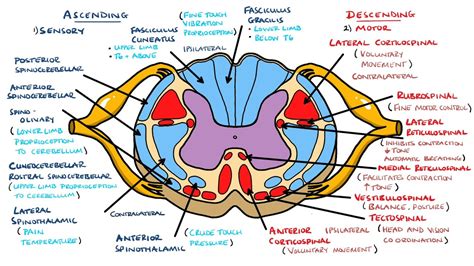 Image result for Extrapyramidal Structures