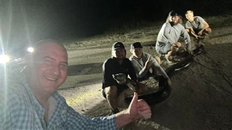 Image result for Burmese Python Attack