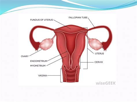 Image result for Human Anatomy Reproductive System
