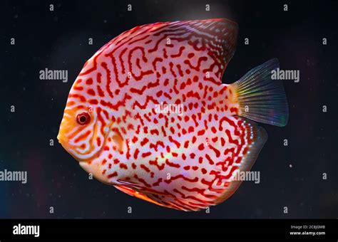 Image result for Red Coral Discus