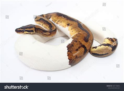 Image result for Pie Bald Python