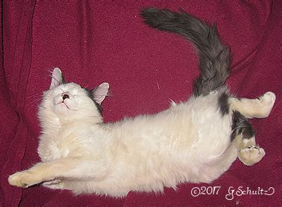 Image result for Back Cat Yoga