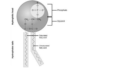 Image result for Phospholipid Structure Expanded Structure