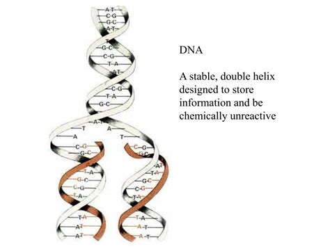 Image result for DNA Extraction Process On Plants