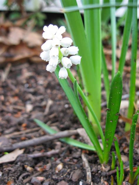 Image result for Spring Is Springing