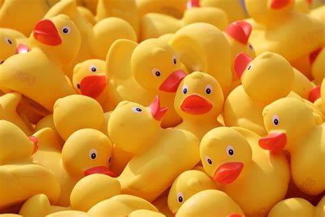 Image result for Brooding Ducks