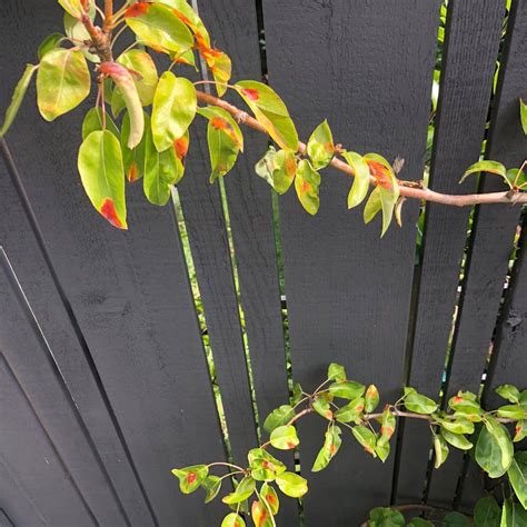 Image result for Pear Rust Distribution Map