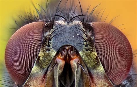 Image result for Fly Vision Stimulus