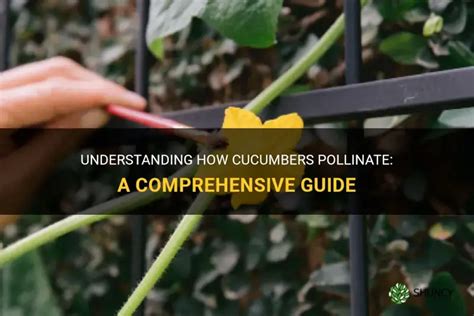 Image result for How to Manually Pollinate Cucumbers