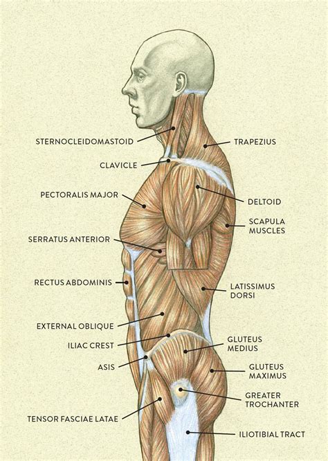 Image result for Human Body Neck Muscles