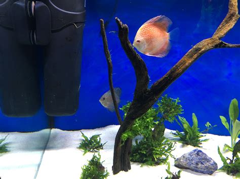 Image result for Red Rafflesia Discus