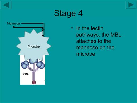 Image result for Lectin Pathway of the Complement System