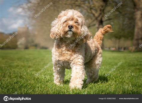 Image result for Cavapoo First Bath