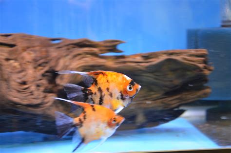 Image result for Discus vs Angelfish