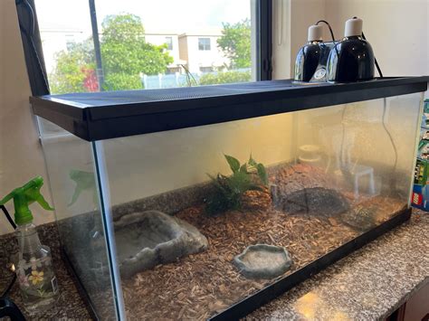 Eastern Box Turtle Habitat Creature Feature: Eastern Box Turtle