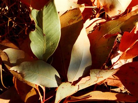 Image result for Dry Spring