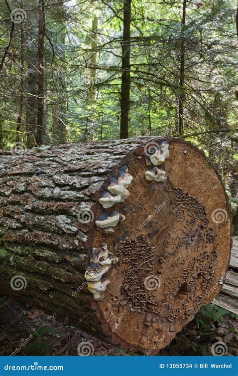 Image result for Snow Fallen Tree Log