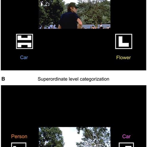 Image result for Basic Level Categorization