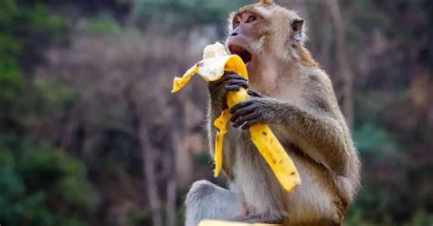 Image result for Macaque Behavior