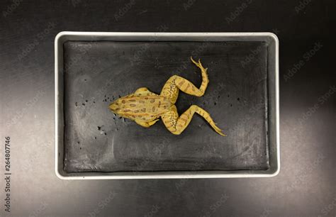 Image result for Female Frog Dissection