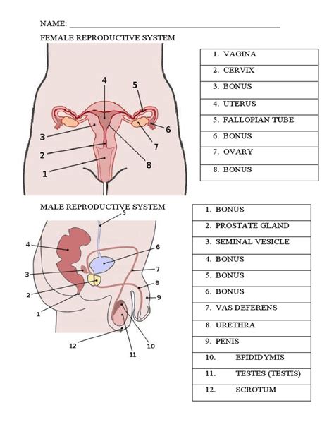Reproductive System | PDF