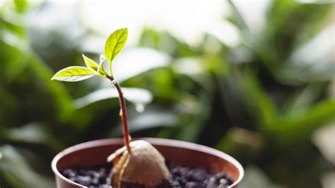 Image result for Self-Pollinating Avocado Tree