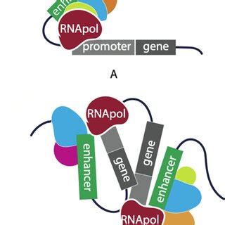 Image result for Expression Enhancer